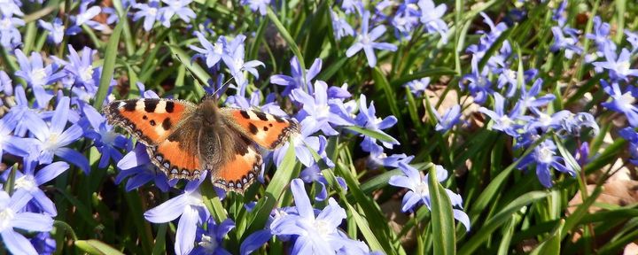 Nature Today | Wat was jouw eerste dagvlinder dit jaar?