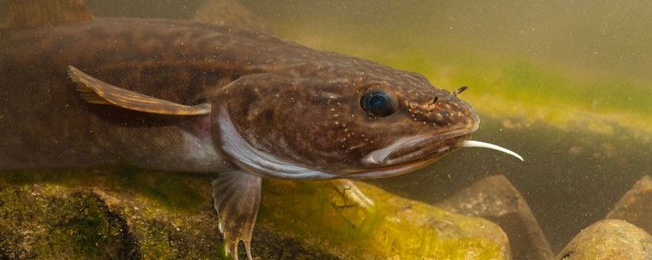 Nature Today | Houdt de bedreigde kwabaal stand in de Vechtplassen?
