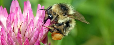 Nature Today | Voor het eerst nest van ernstig bedreigde zandhommel ...