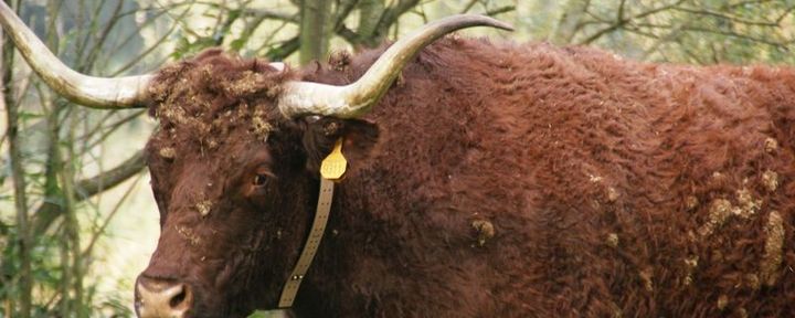 Nature Today | Goede poep is van levensbelang