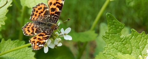 Nature Today | Weinig vlinders dit voorjaar