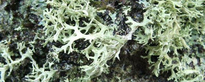 Nature Today | Verborgen stadsnatuur: geurend korstmos