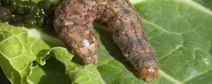 Nature Today | Rupsen luisteren 'voicemail' af door grond te eten
