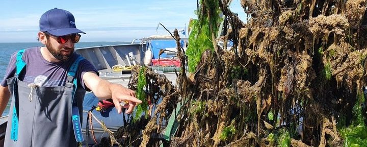 Nature Today | Tree reefs become oases of life in the subtidal Wadden Sea