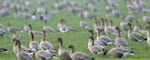 Nature Today | Kleine rietganzen: voer voor ganzenfreaks