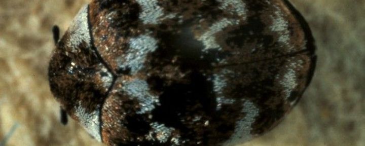 Nature Today | Top 10 insecten in huis