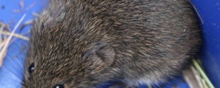 Nature Today | Verplaatsingen Veldmuizen in faunaranden gevolgd