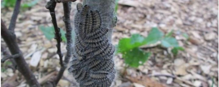 Nature Today | Overlast van eikenprocessierupsen begonnen