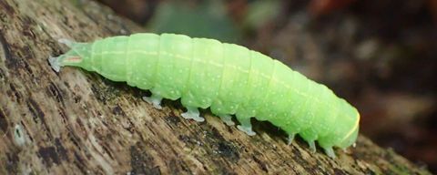 Nature Today | Natuurjournaal 30 oktober 2022