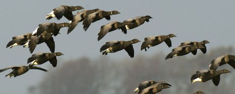Nature Today | Rotgans gaat voor zoet