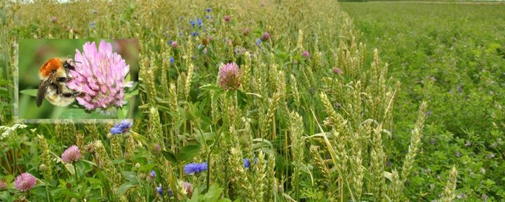 Nature Today | Voor het eerst in 10 jaar weer moshommels aangetroffen ...