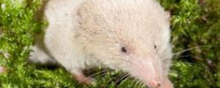 Nature Today | Bosspitsmuis met bijzondere kleurafwijking