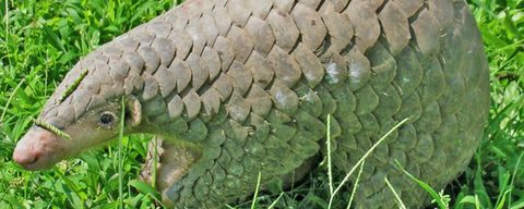 Nature Today | Het schubdier: tuinier en ongediertebestrijder