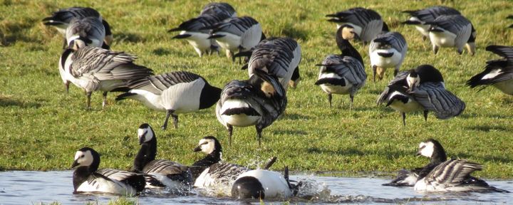 Nature Today | Brandgans blijft midwintervogel nummer één