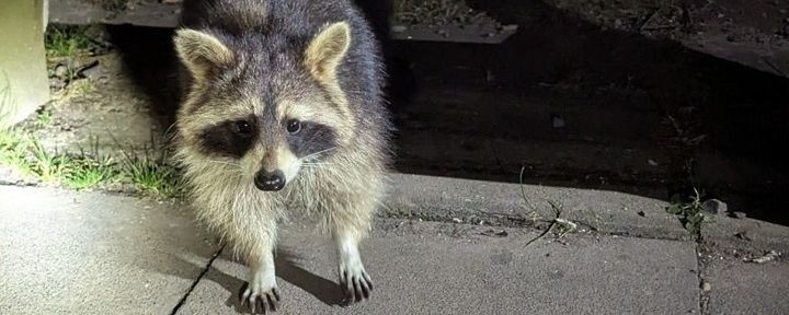 Nature Today | Onderzoek naar kansrijke beheerstrategieën voor wasbeer ...