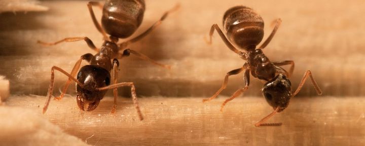 Nature Today | Uitheemse mieren, een groeiende bron van overlast