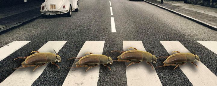 Nature Today | Finally: a beetle named after The Beatles