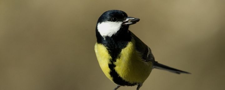 Nature Today | Natuurjournaal 28 januari 2022