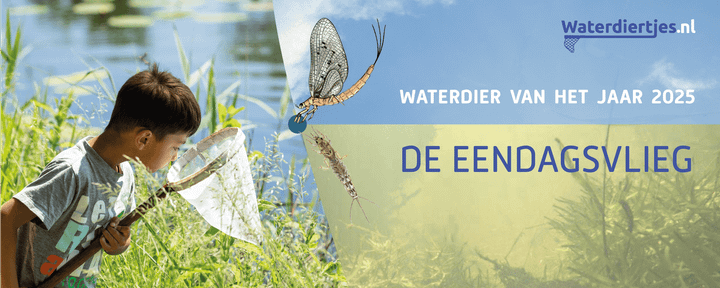 Nature Today | Het jaar van de eendagsvlieg