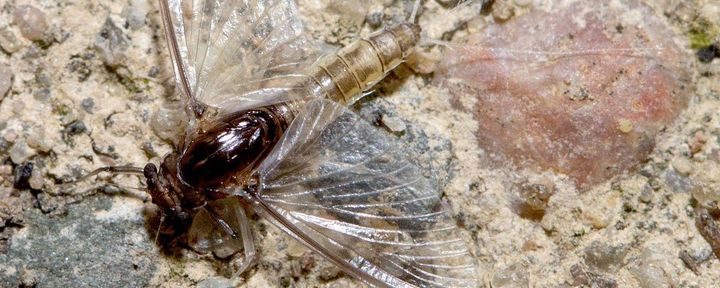 Nature Today | Week van de eendagsvlieg: grote slijkhaft