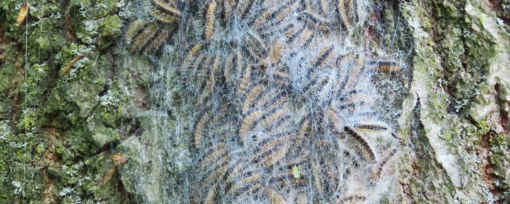 Nature Today | Nestvorming eikenprocessierupsen begonnen en monitoring dennenprocessierups