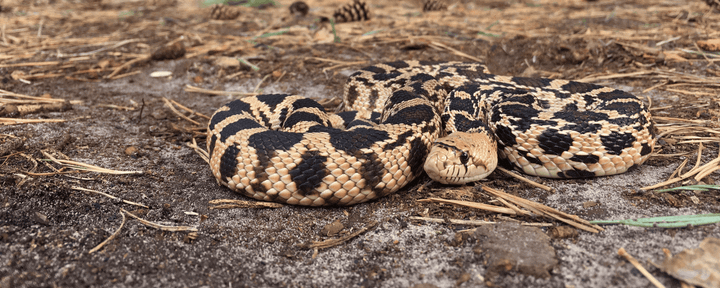 Nature Today | Exotische slangen in de duinen tussen Katwijk en ...