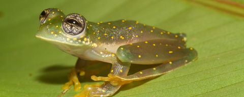 Nature Today | Betere bescherming voor de populaire glaskikker