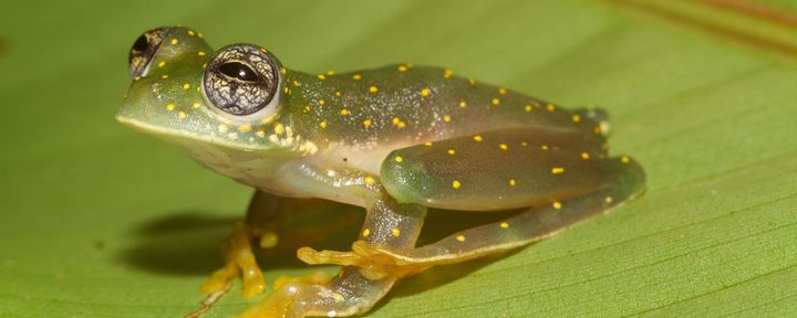 Nature Today | Betere bescherming voor de populaire glaskikker