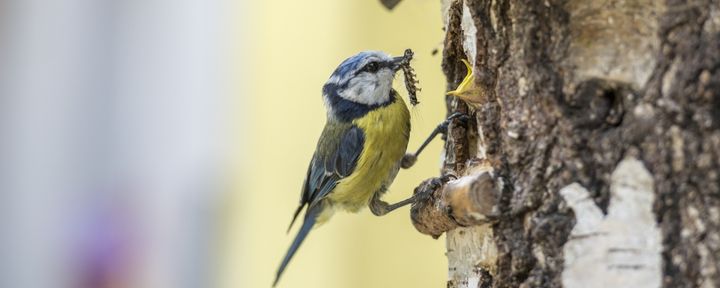Nature Today | Zelf aan de slag tegen de eikenprocessierups