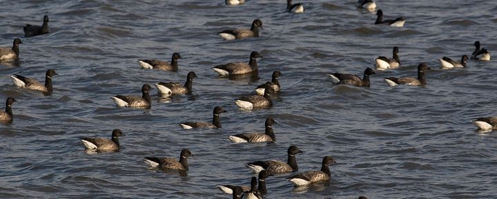 Nature Today | Natuurjournaal 9 oktober 2022