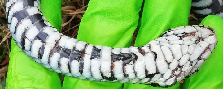 Nature Today | Slangenschimmel ontdekt bij wilde ringslangen in Nederland