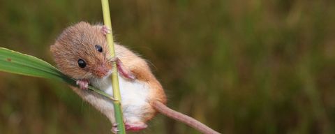 Nature Today | De week van de dwergmuis