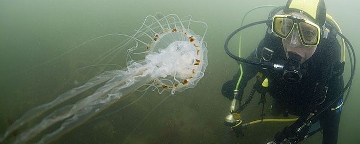 Nature Today | Kompaskwallen spoelen massaal aan op onze stranden