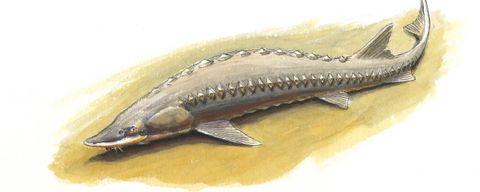 Nature Today | Langverwacht broedsucces van Europese steur