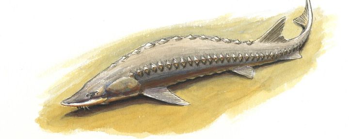 Nature Today | Langverwacht broedsucces van Europese steur