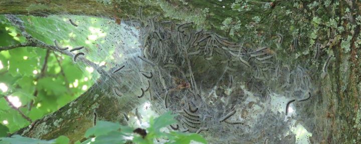 Nature Today | Toename eikenprocessierupsen met lokaal hotspots
