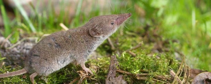 Nature Today | Week van de huisspitsmuis
