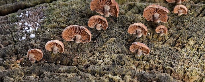 Nature Today | Leerkaalkopjes op oud hout van populier