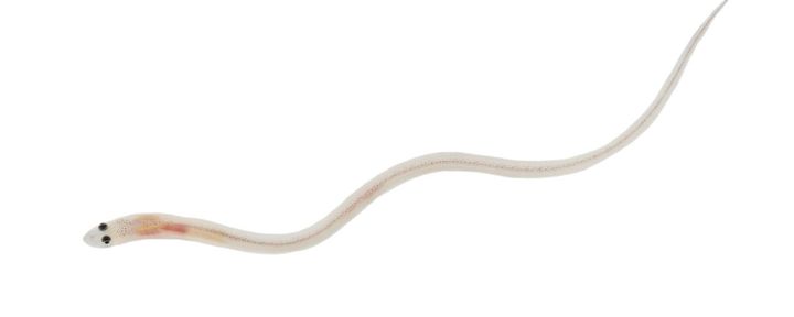 Nature Today | Eerste glasaal van 2024 opnieuw bij Halfweg