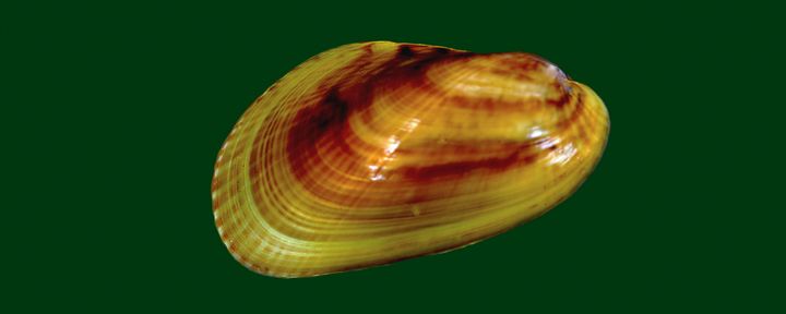 Nature Today | Aziatische mossel bouwt nu ook in Nederland nestjes