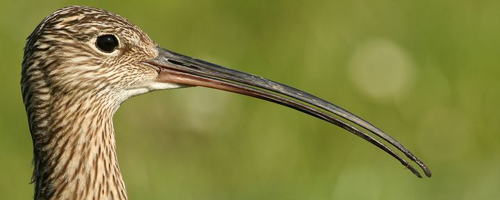 Nature Today | Wie is de wulp?