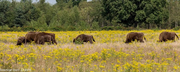 Nature Today | Maashorst topgebied biodiversiteit