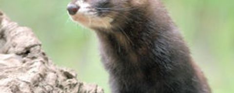 Nature Today | Bunzing gezien? Geef het door!