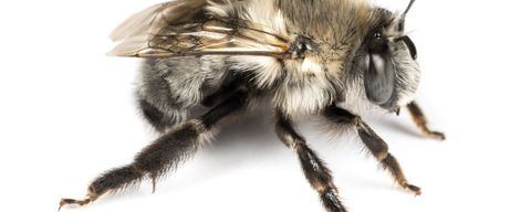 Nature Today | Mapping the unknown: what we don’t know about wild bees ...