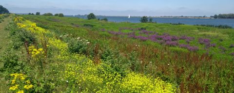 Nature Today | Beschermingsplan zandhommel: ‘Panda van de Nederlandse ...