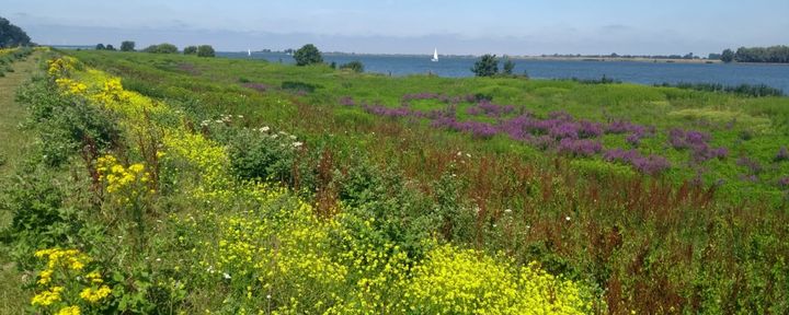 Nature Today | Beschermingsplan zandhommel: ‘Panda van de Nederlandse ...