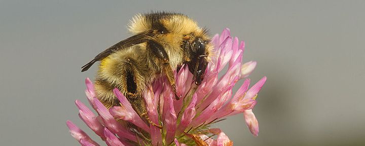 Nature Today | Nieuwe populatie van de zandhommel ontdekt langs het ...