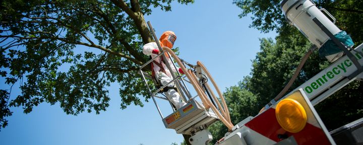 Nature Today | Registratie en biodiversiteit centraal bij Overijsselse aanpak eikenprocessierups