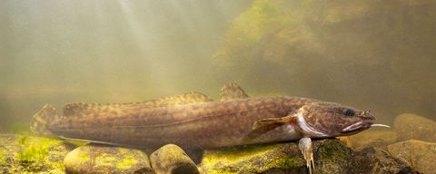 Nature Today | Week van de kwabaal