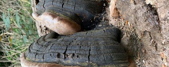 Nature Today | Populierenvuurzwam ontmaskerd als echte duinsoort